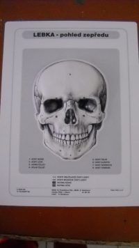 Karta A4 - lebka pohled zepředu | Ucebnice.com